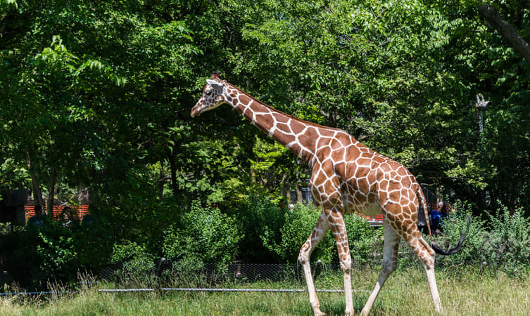 9 Zoos In Chicago To Discover the Incredible Wildlife!