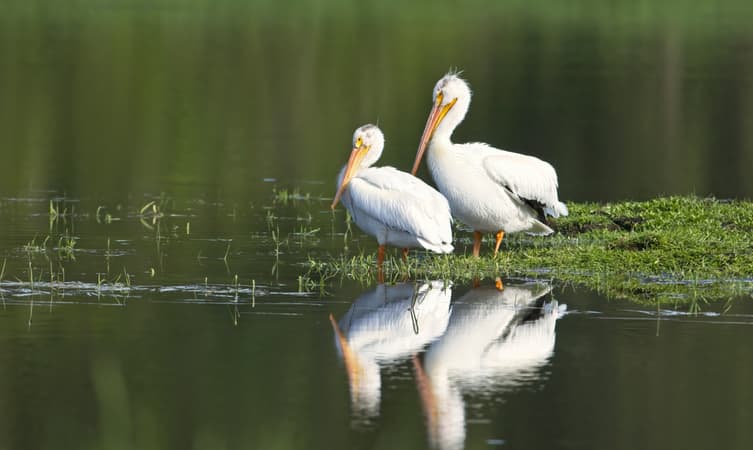 9 Zoos In Chicago To Discover the Incredible Wildlife!