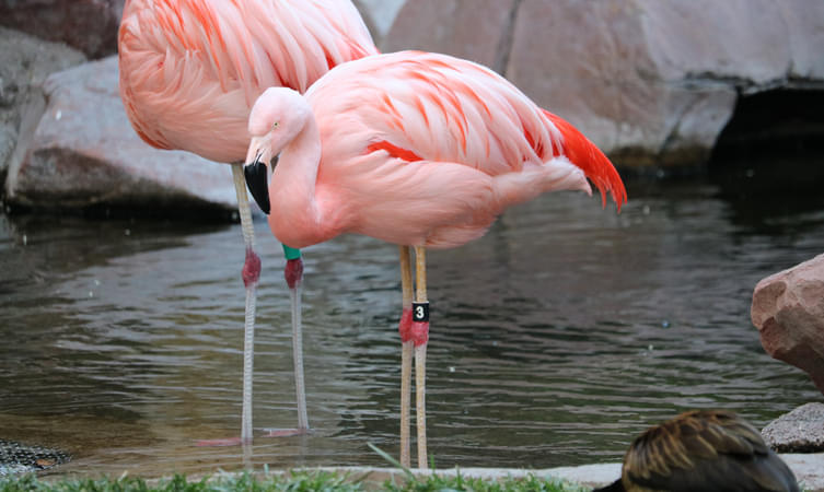 10 Zoos and Aquariums in Las Vegas That You Must Checkout!