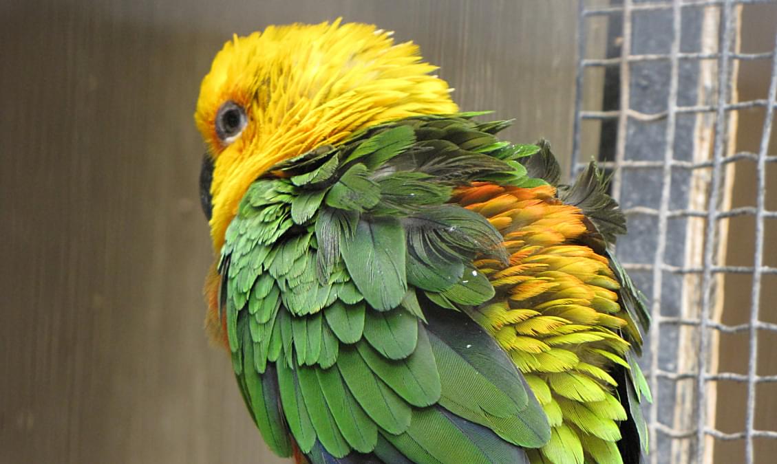 10 Zoos and Aquariums in Las Vegas That You Must Checkout!