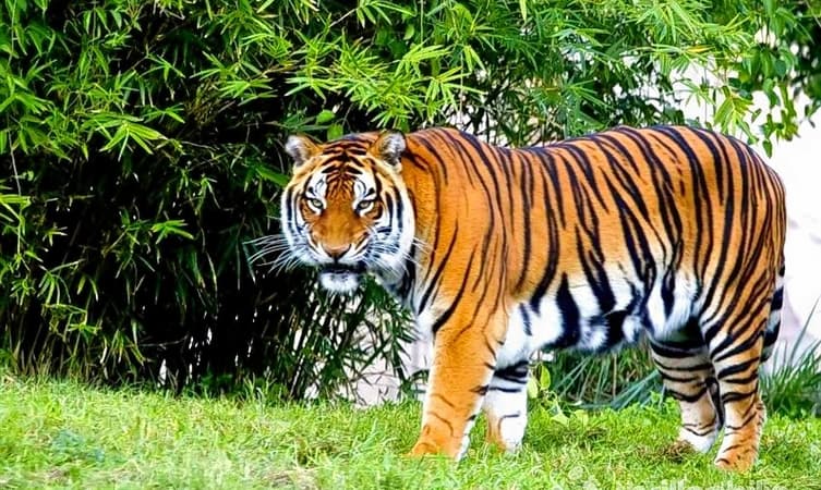 30 Wayanad Tourist Places: 2026 (Updated List With Photos)