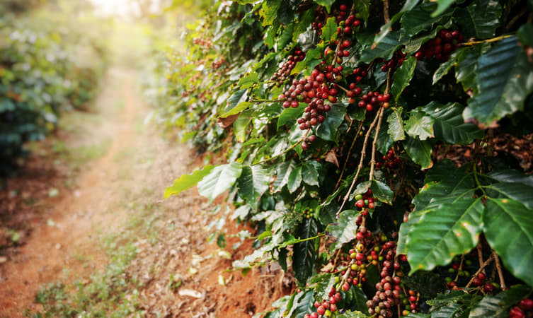 30 Things to Do in Chikmagalur | Book And Get Upto 50% Off