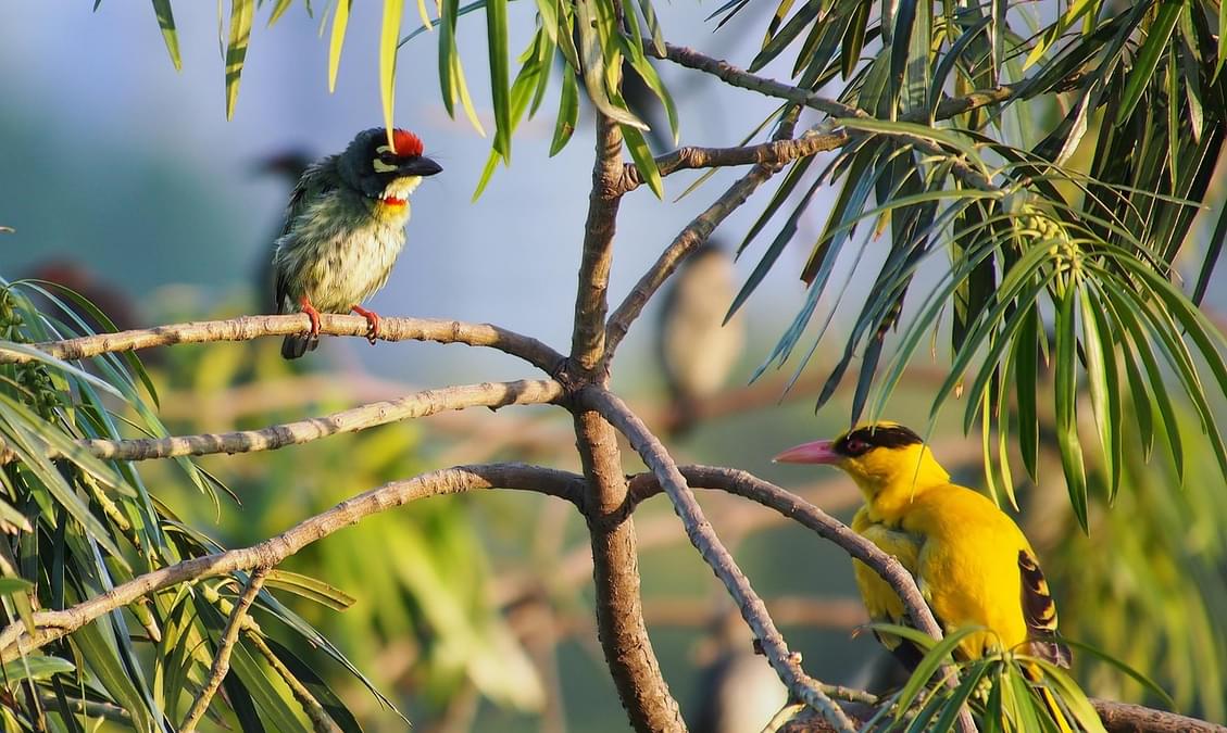 9 Amazing Things To Do In Pangot in 2025