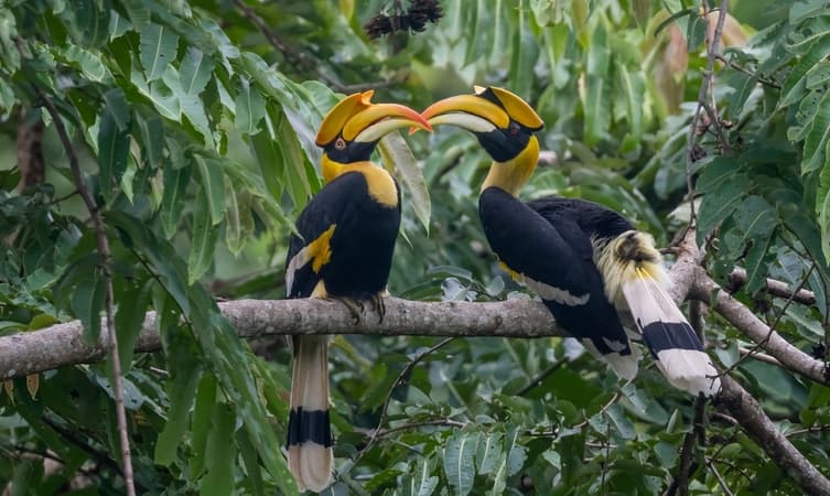 10 Best Things to Do in Kalpetta For a Fun Filled Trip