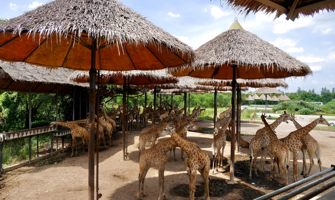 6 Things to Do in Safari World Bangkok That You Can't Miss