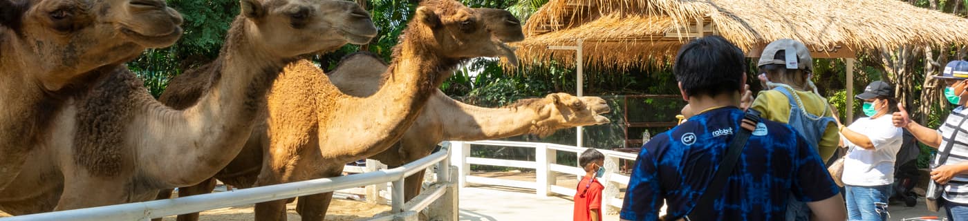 6 Things to Do in Safari World Bangkok That You Can't Miss