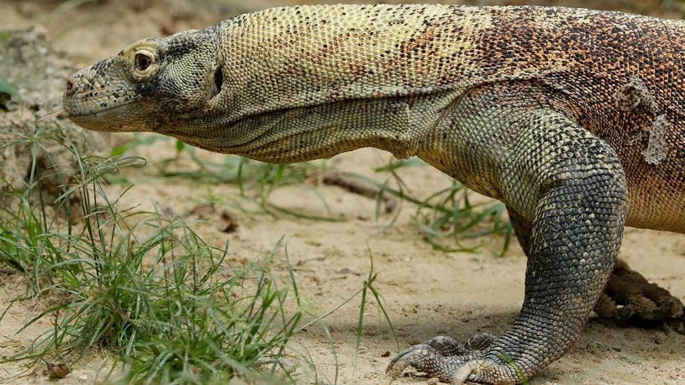 10 Zones in Singapore Zoo to Visit for a Fun Wildlife Encounters!