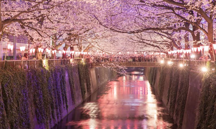 Spring in Japan 2026: Your Ultimate Guide to Cherry Blossoms