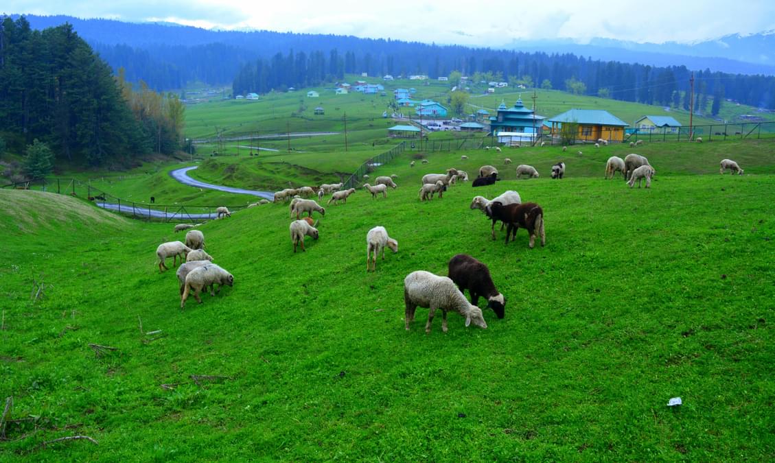 9 Valleys in Jammu & Kashmir You Must Visit for Scenic Beauty!