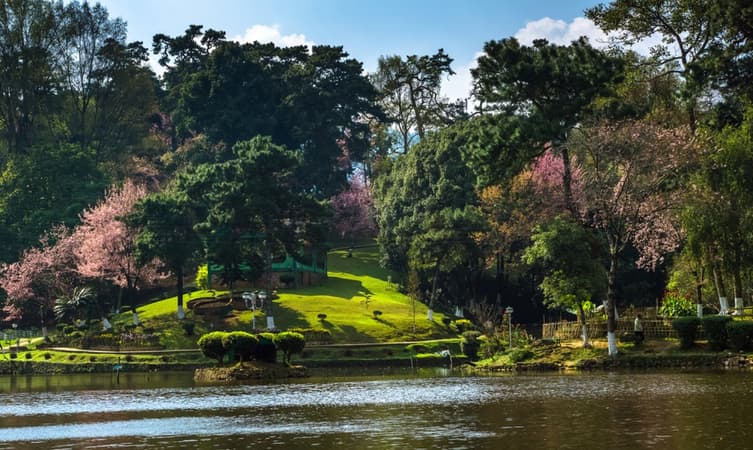 Shillong Cherry Blossom Festival 2026– Complete Guide